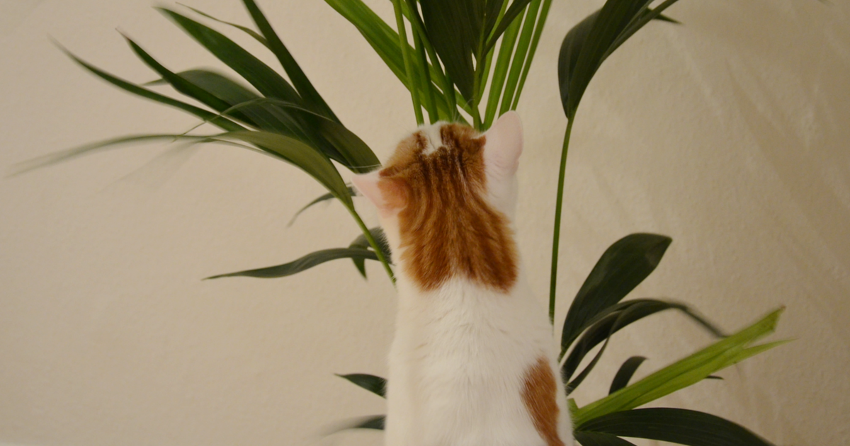 Bambus Katzen Giftig