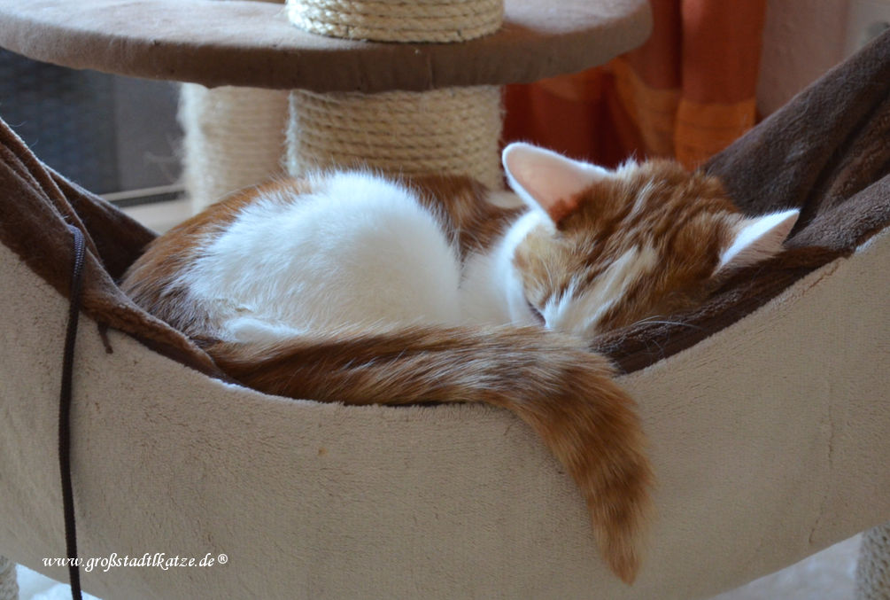 Wunderbar Hangematte Fur Katzen Bilder