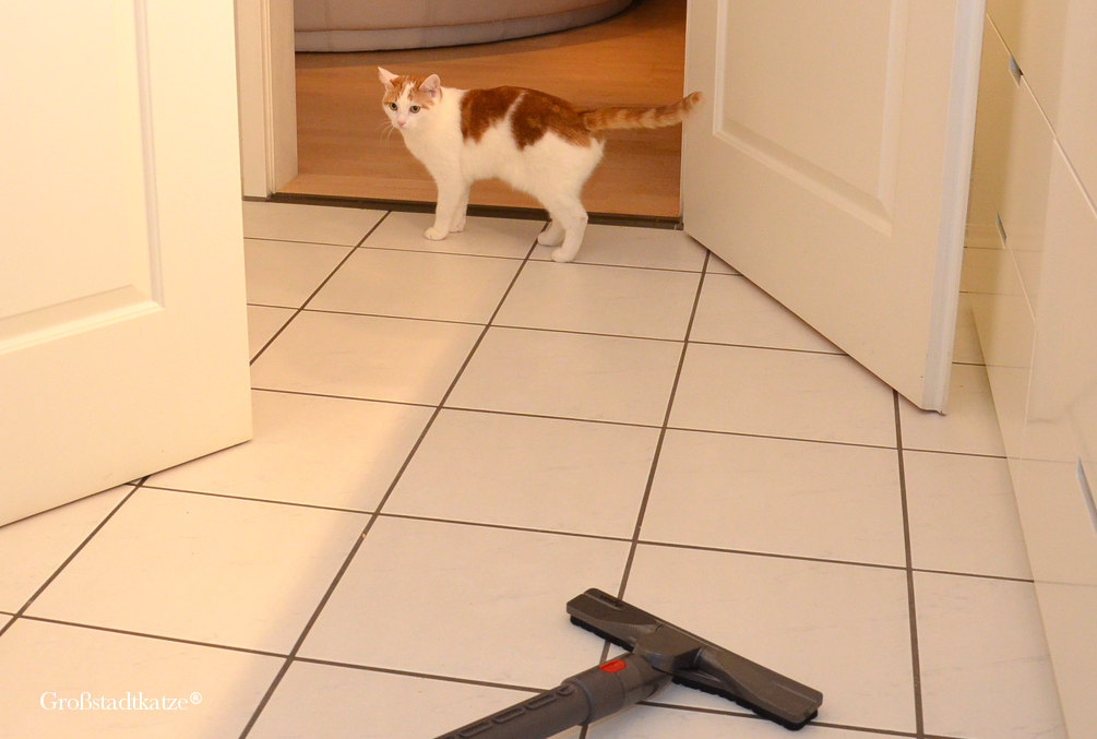 katzen-natuerliche-feinde-6 - Großstadtkatze