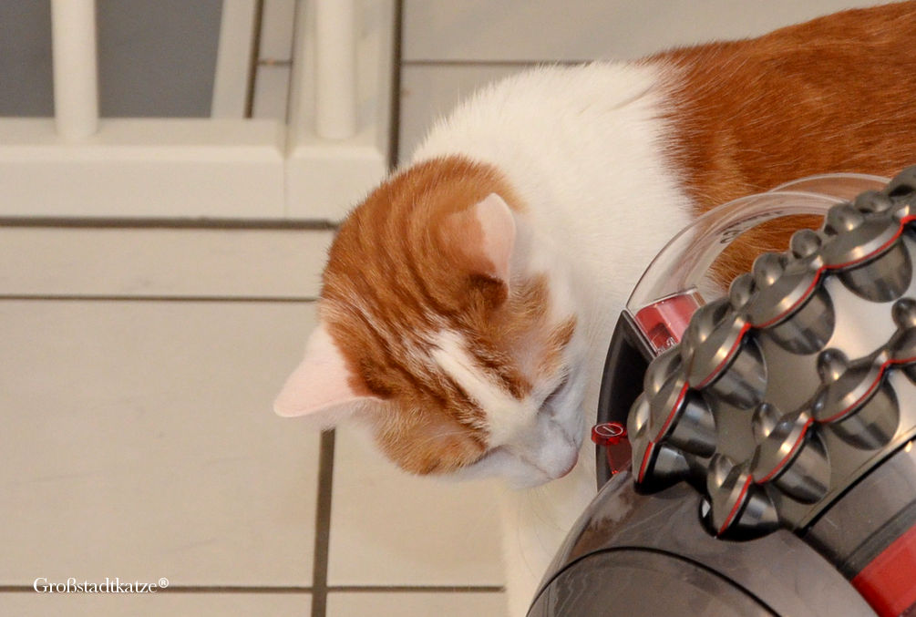 Katze hat Angst vor Staubsauger | Katze spielt mit Ohrstäbchen