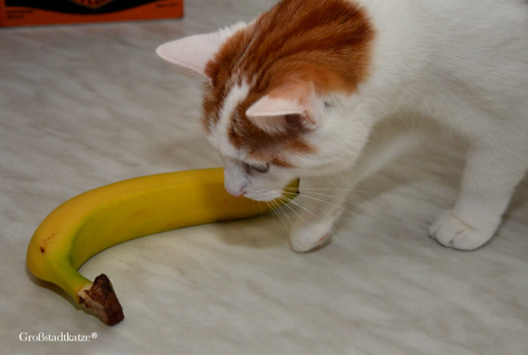 katzen-natuerliche-feinde - Großstadtkatze