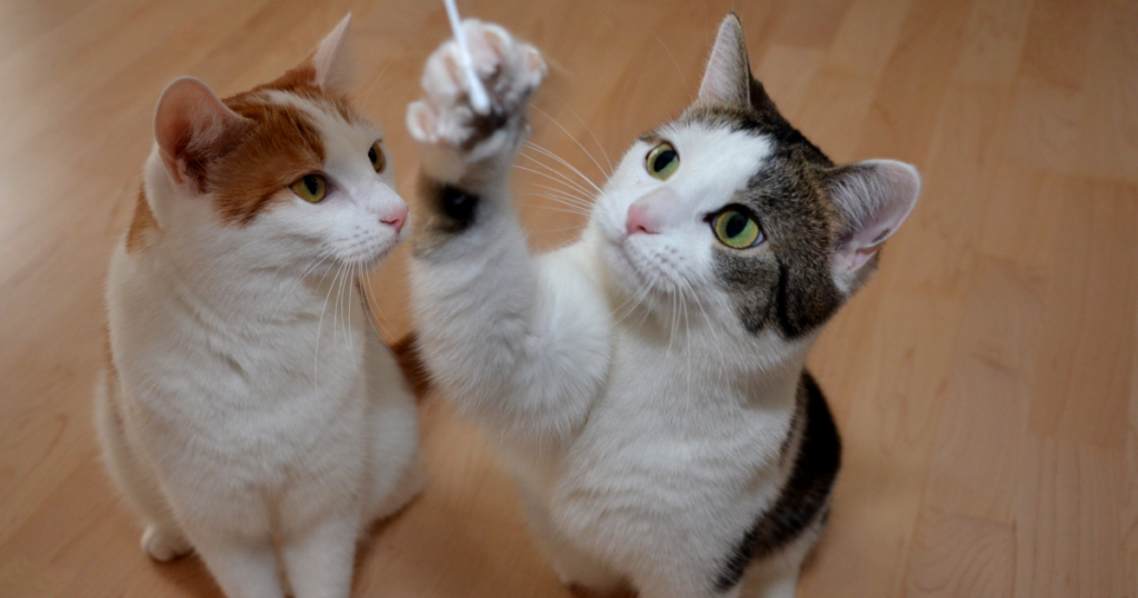 katzen-natuerliche-feinde-fb - Großstadtkatze