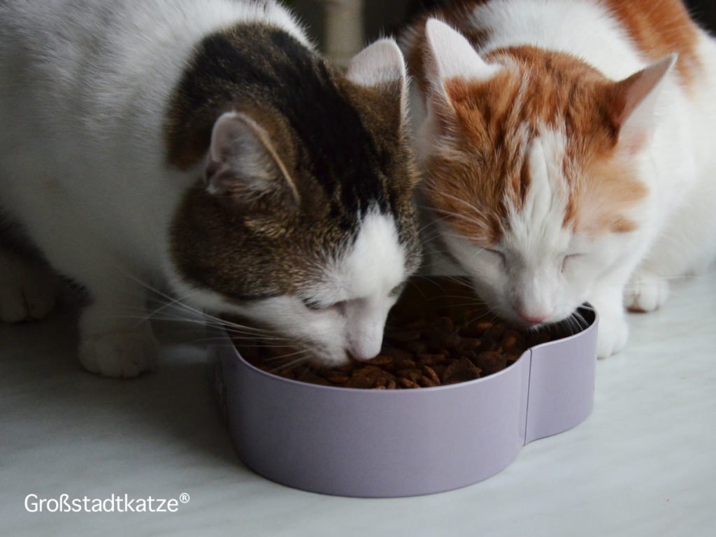 Liebe!? | Kitty's Cuisine | Fressnapf Eigenmarke | Katzenfutter | Snacks
