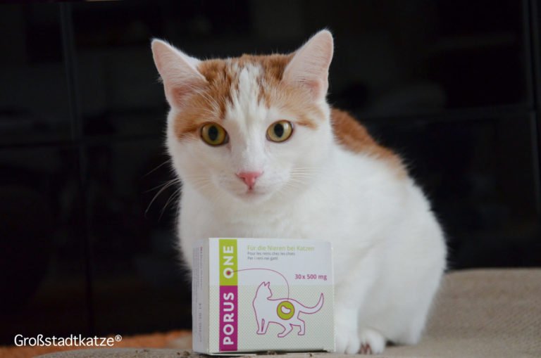 PORUS ONE - Großstadtkatze