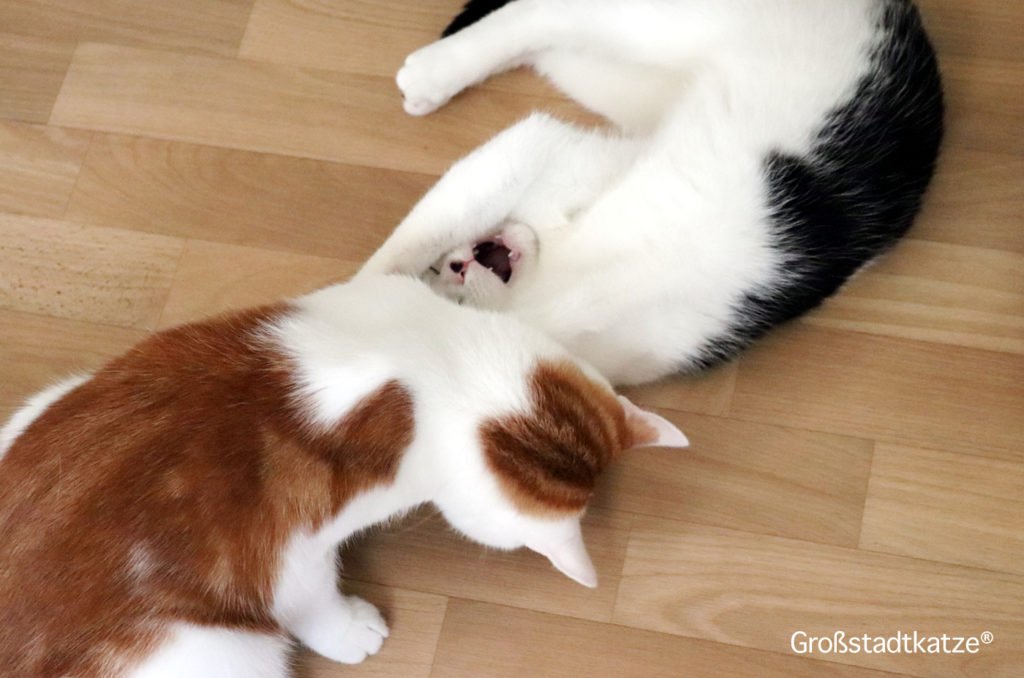 Giardien Katze bekämpfen: ViPiBaX Giardien Ex | Parasiten abtöten